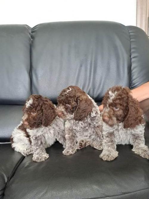 Lagotto Romagnolo štenci