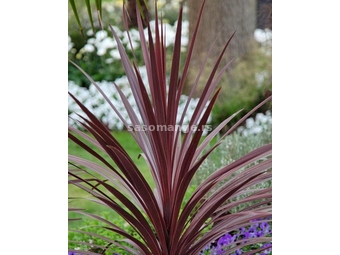 Cordyline australis 'Red Star'