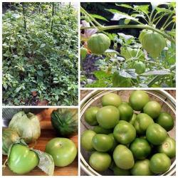 Tomatillo Verde - Physalis Ixocarpa (100 semenki)