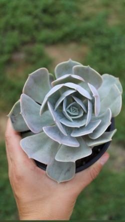 Echeveria Pollux - veća biljka