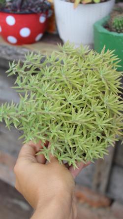 Sedum Lineare - veća biljka