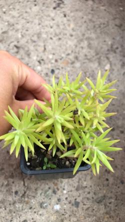 Sedum Lineare