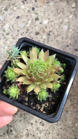 Sempervivum sp.