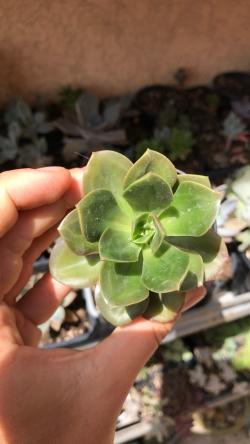 Echeveria Melaco