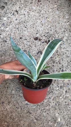 Agave Americana variegata