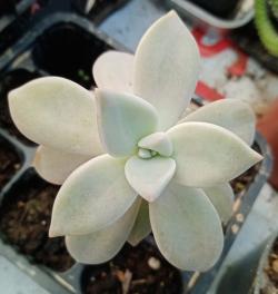 Graptopetalum paraguayense-kameni cvet