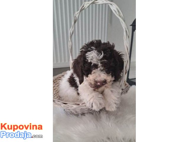 Lagotto Romagnolo štenci