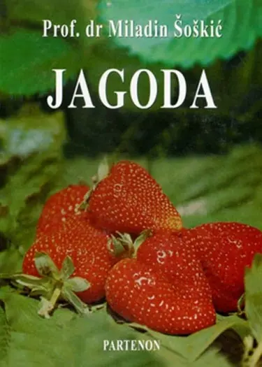 Jagoda