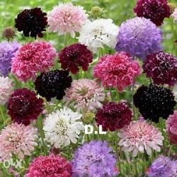 Skabijoza- Cvet mix boja,bogat nektarom..