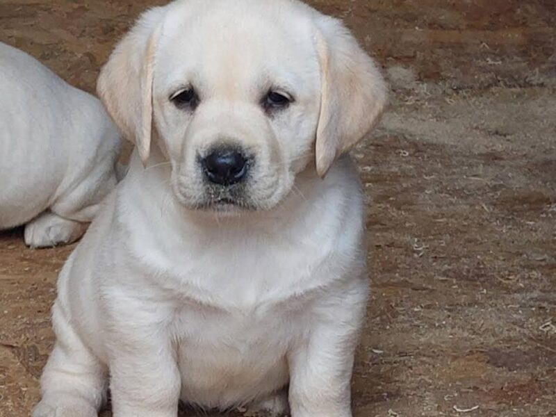 Labrador retriver