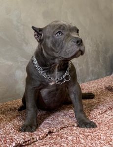 American Bully Exotic Micro puppies, Ame