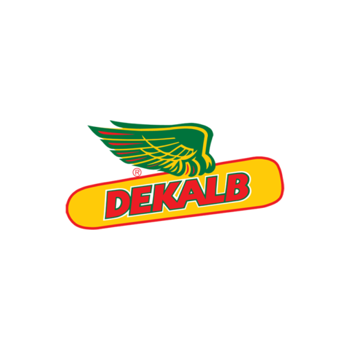 Seme kukuruza DEKALB DKC6092