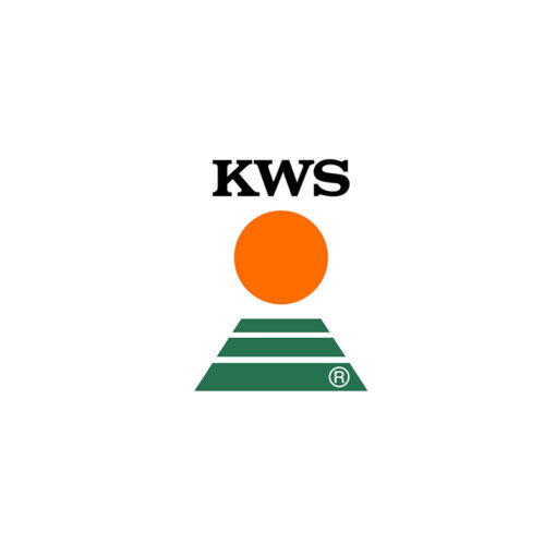Semenska pšenica KWS Modern