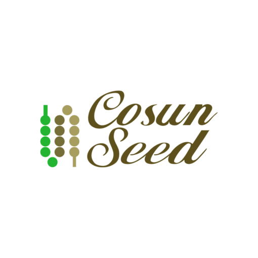 Semenska pšenica COSUN SEED Scarlet