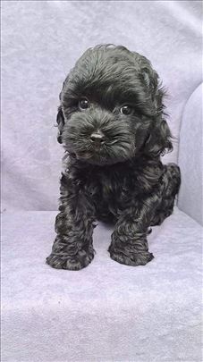 Maltipoo crni