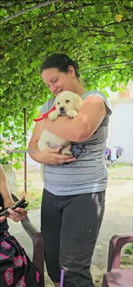 Labrador retriver, štenci crni i žuti