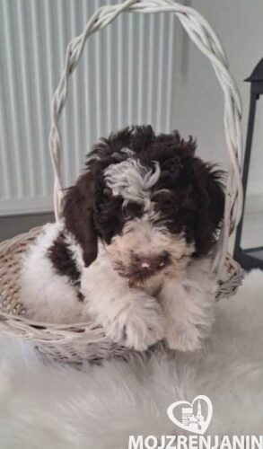 Lagotto Romagnolo štenci