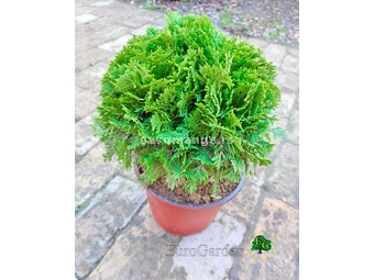 Thuja occidentalis 'Danica'