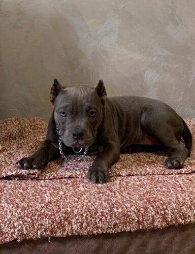 American Bully Exotic Micro puppies, Američki bully exotic micro štenci