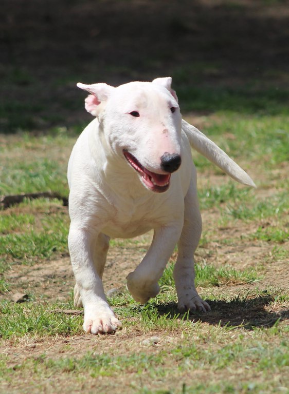 Mini Bull Terijer štenci | Miniature Bull Terrier