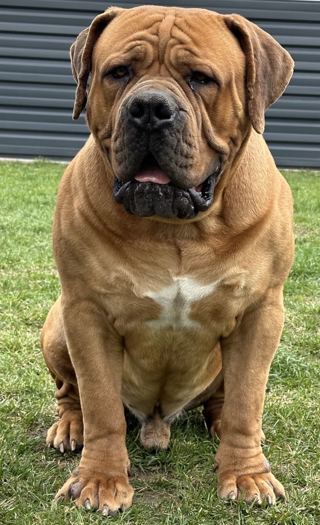 Boerboel - južnoafrički mastif štenci
Welcome
Store and/or access information on a device
Use limited data to select advertising
Create profiles for personalised advertising
Use profiles to s...