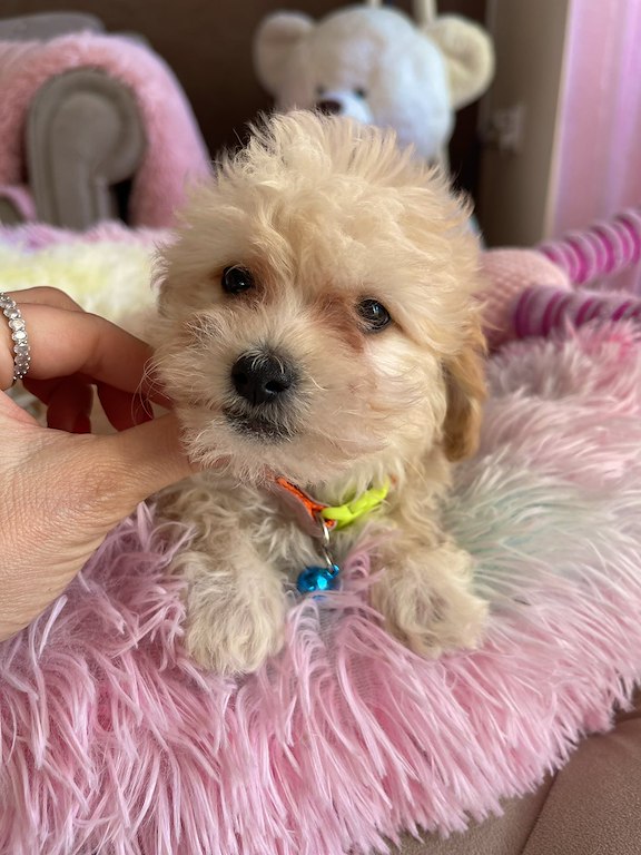 Maltipoo prelepi stenci + POKLON