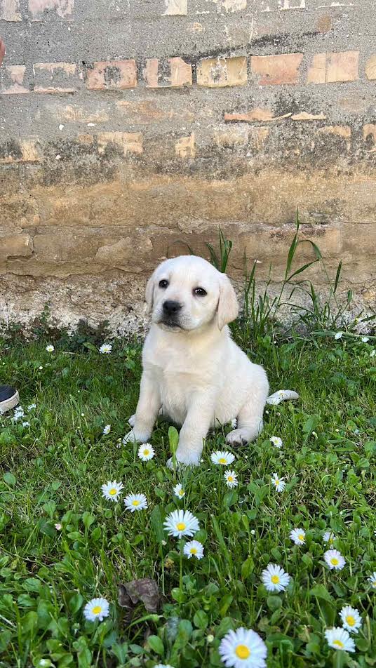 Labrador retriver