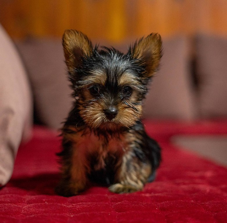 Mini jorksir YORKI