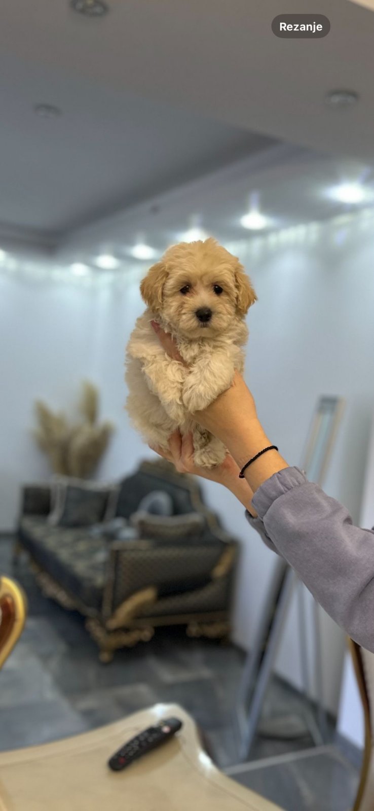 Maltipoo prelepi štenci