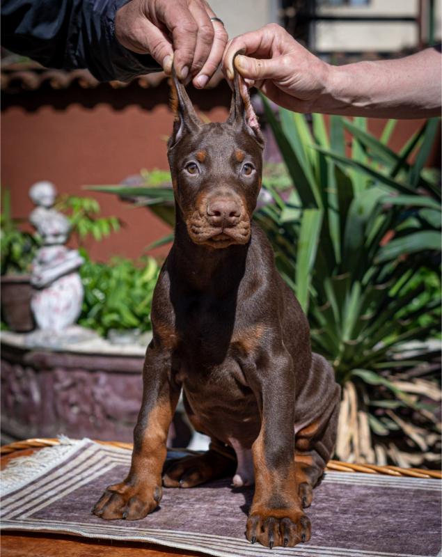 Doberman prelepi stenci