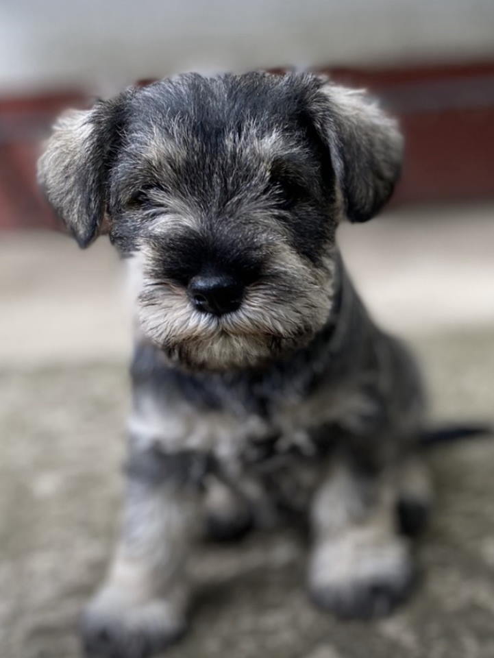 Patuljasti Šnaucer Miniature Schnauzer