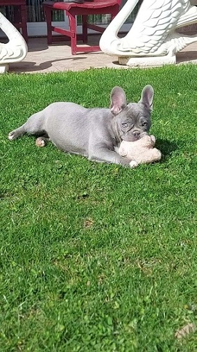 Francuski buldog štenci egzotične plave boje