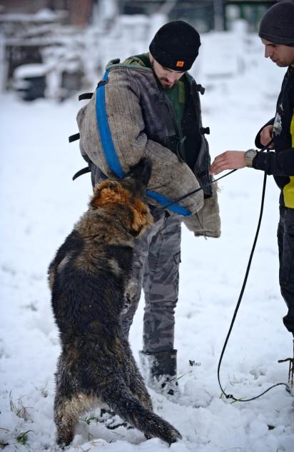 Nemački ovčar radni psi na prodaju