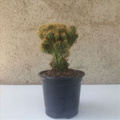 Kaktus stena