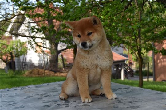 Shiba Inu izuzetna štenad na prodaju