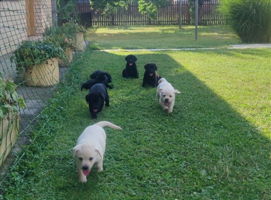 Labrador retriver, vrhunski štenci