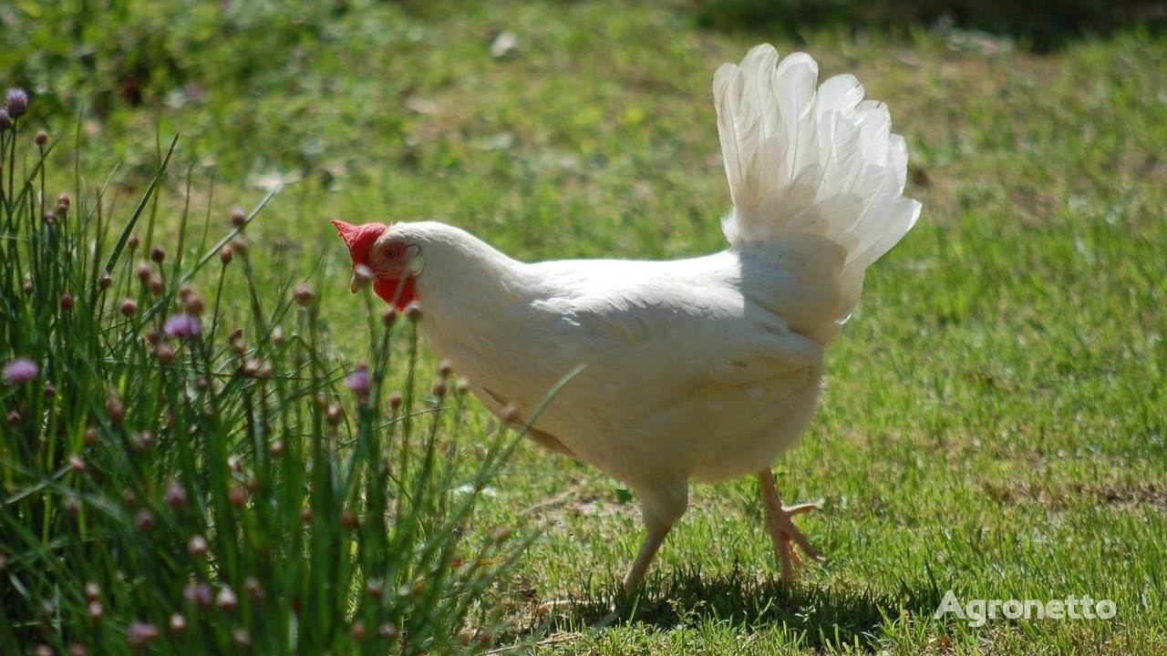 Farma ћe prodavati leghorn kokoshy