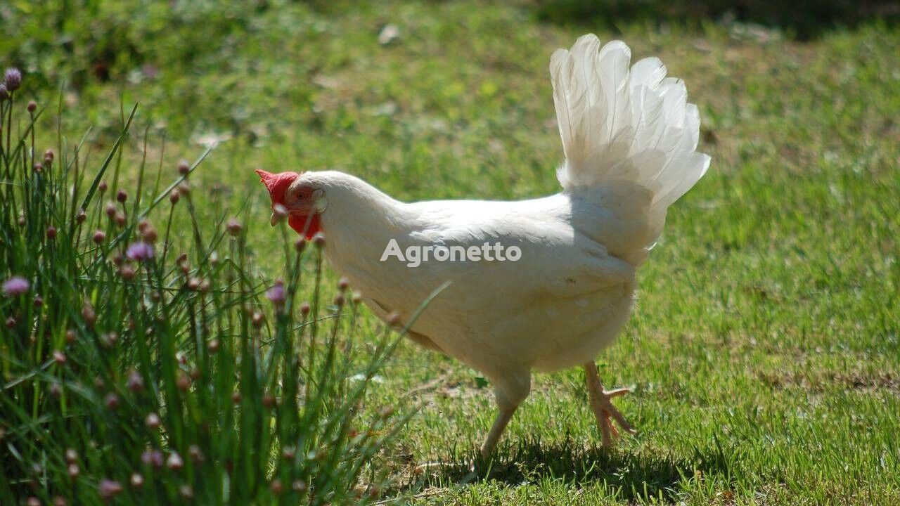 Farma prodaјe LEGHORN piliћe