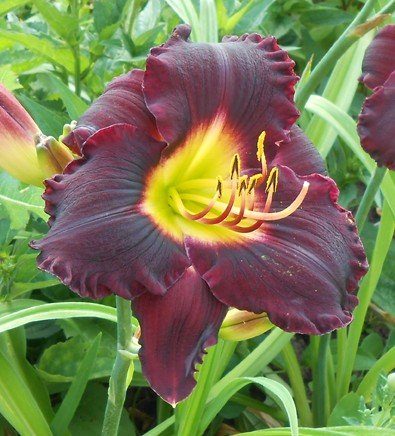 HEMEROCALLIS Bela Lugosi