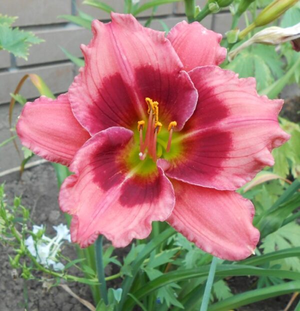 Hemerocallis Cherry Valentine