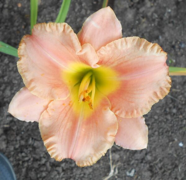 Hemerocallis Elegant Candy