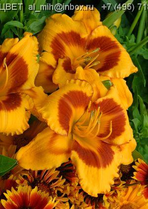 Hemerocallis Fooled me