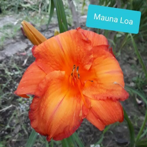 Hemerocallis Mauna Loa