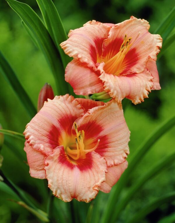 Hemerocallis Strawberry Candy