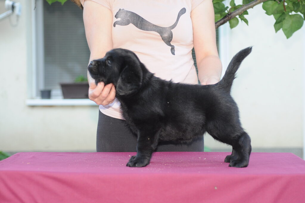 Labrador retriver stenci