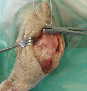 Extracapsular Cranial Cruciate Stabilisation