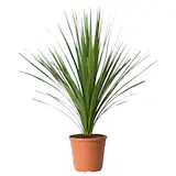 CORDYLINE INDIVISA