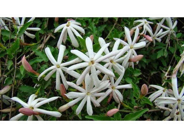 SOBNI JASMIN (JASMINUM MULTIPARTITUM) - BILJKA