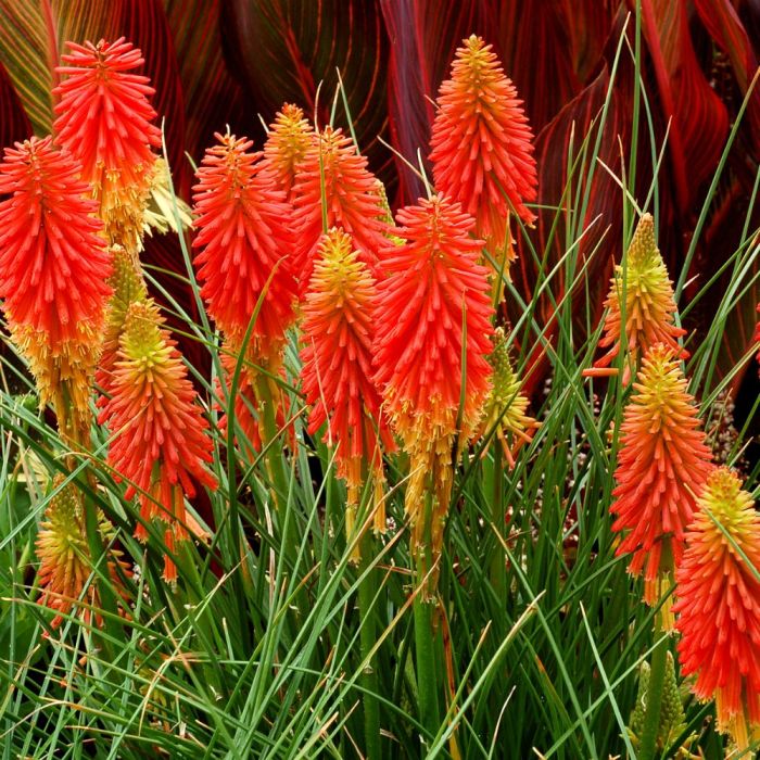 Kniphofia Papaya Popsicle - Tritoma