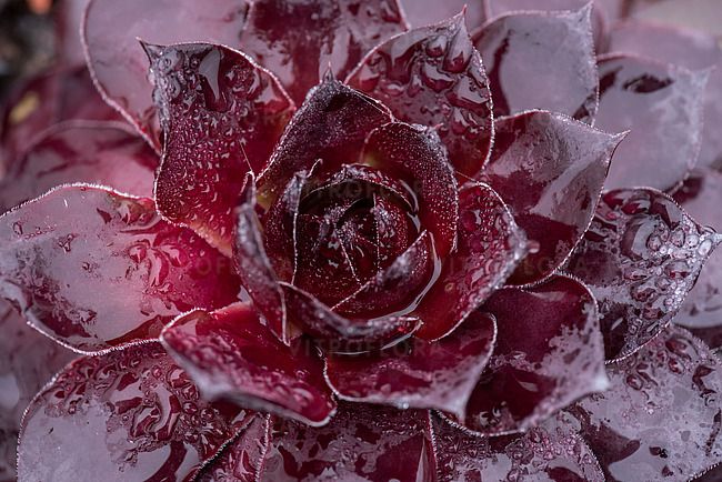 Sempervivum Big Sam Black Cherry - Čuvarkuća